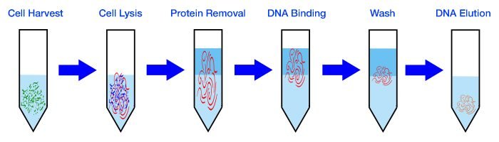 Genomic DNA Kit – Plant Tissue – Cepham Life Sciences