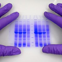 TBE-Urea Sample Buffer [2X] – Cepham Life Sciences