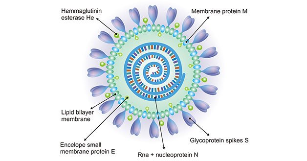 Covid-19 / SARS-CoV-2 Research – Cepham Life Sciences